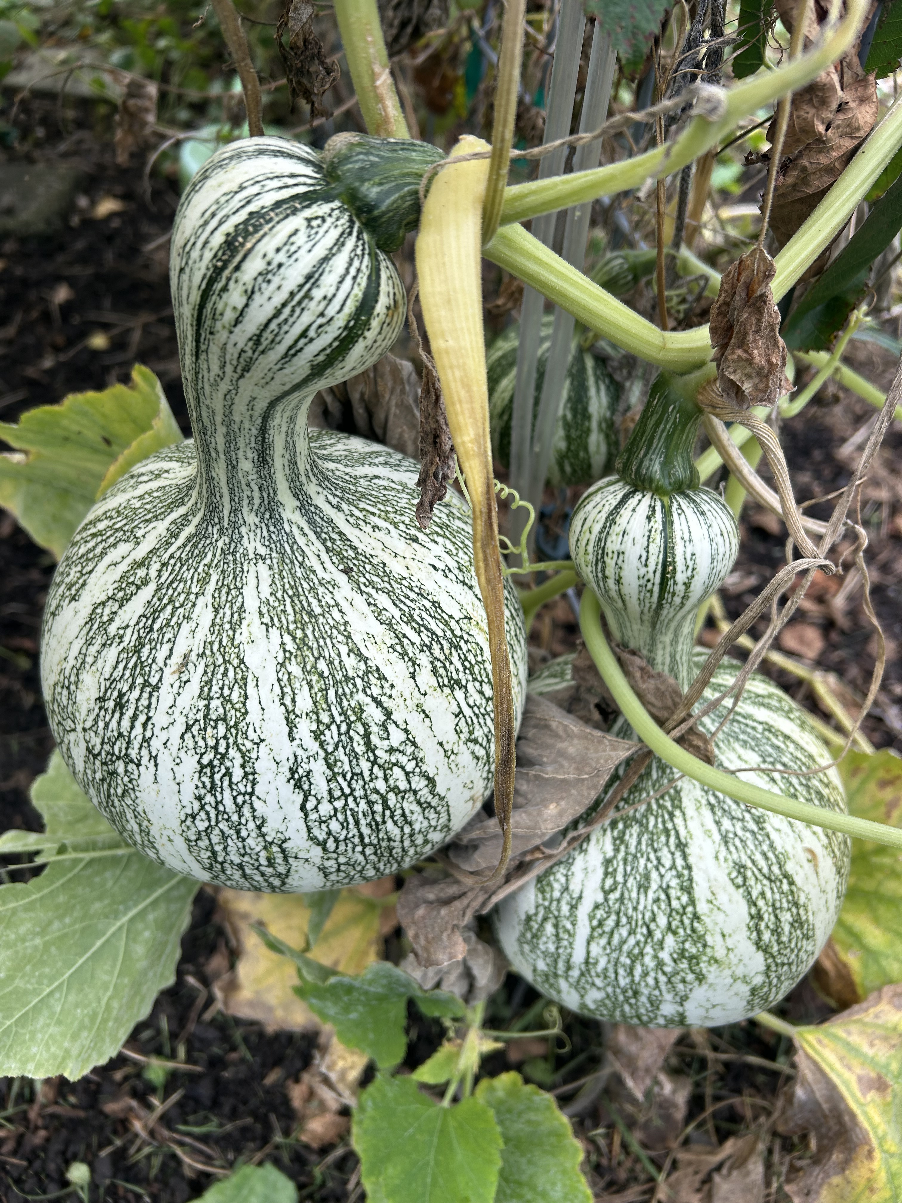 Cushaw Squash: The Sweet Surprise – 1737 Urban Homestead